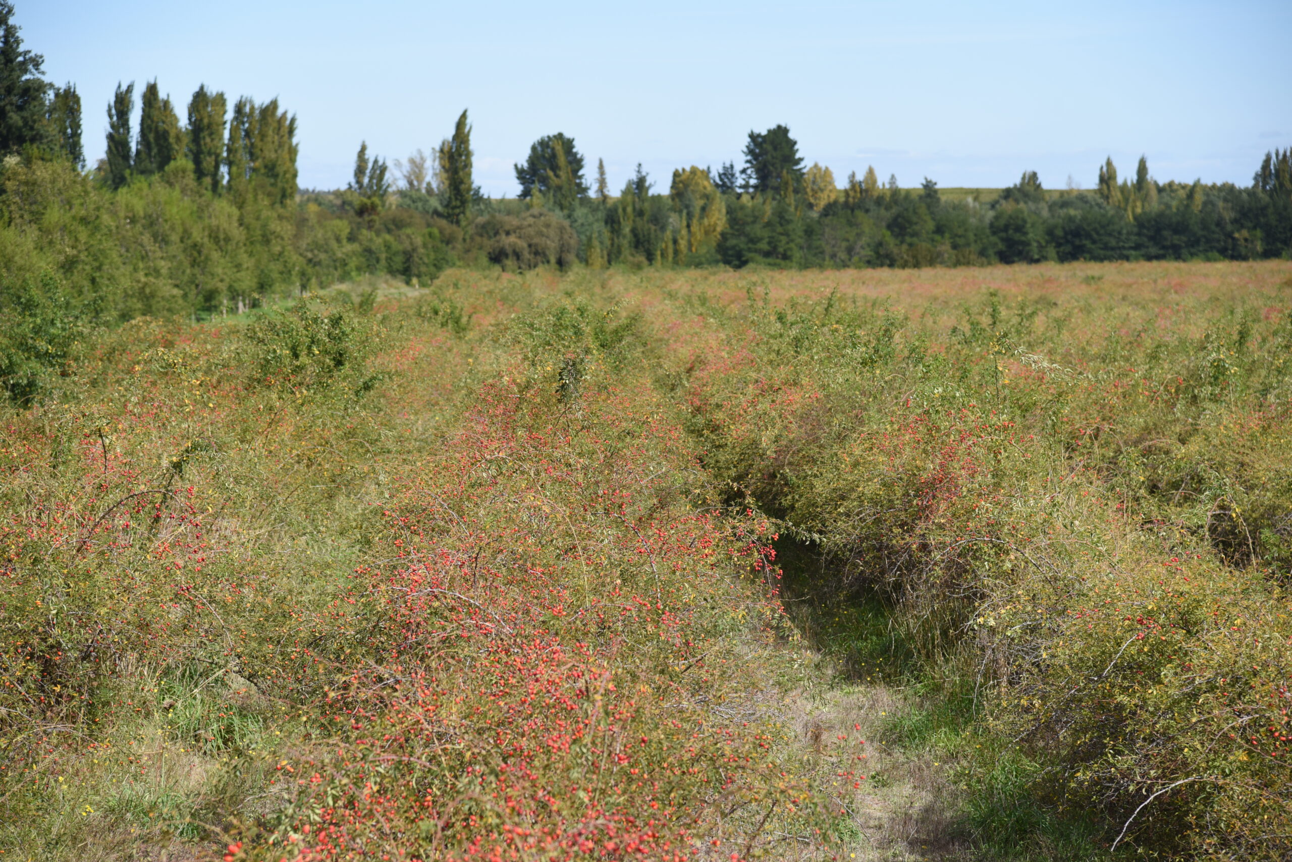 AP-4 ROSEHIP - SUKO Nordic